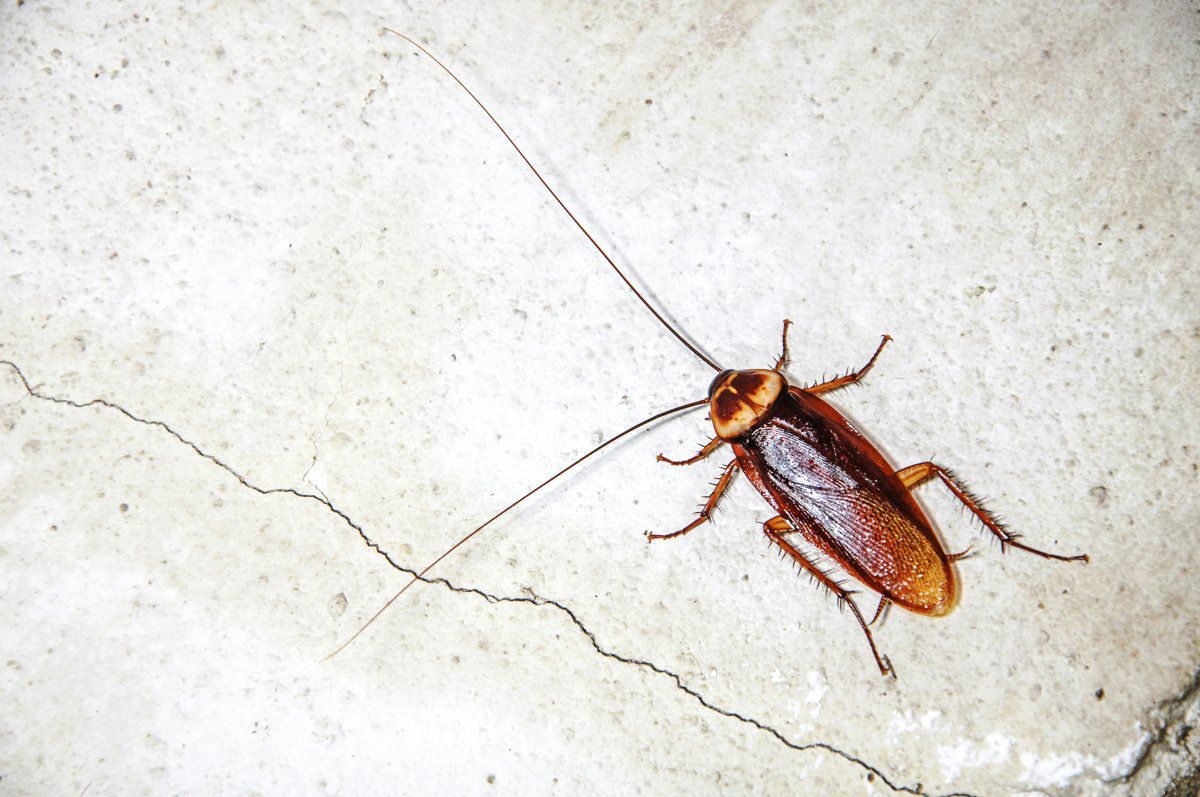 Cockroaches becoming treatment resistent - Stevie Redback