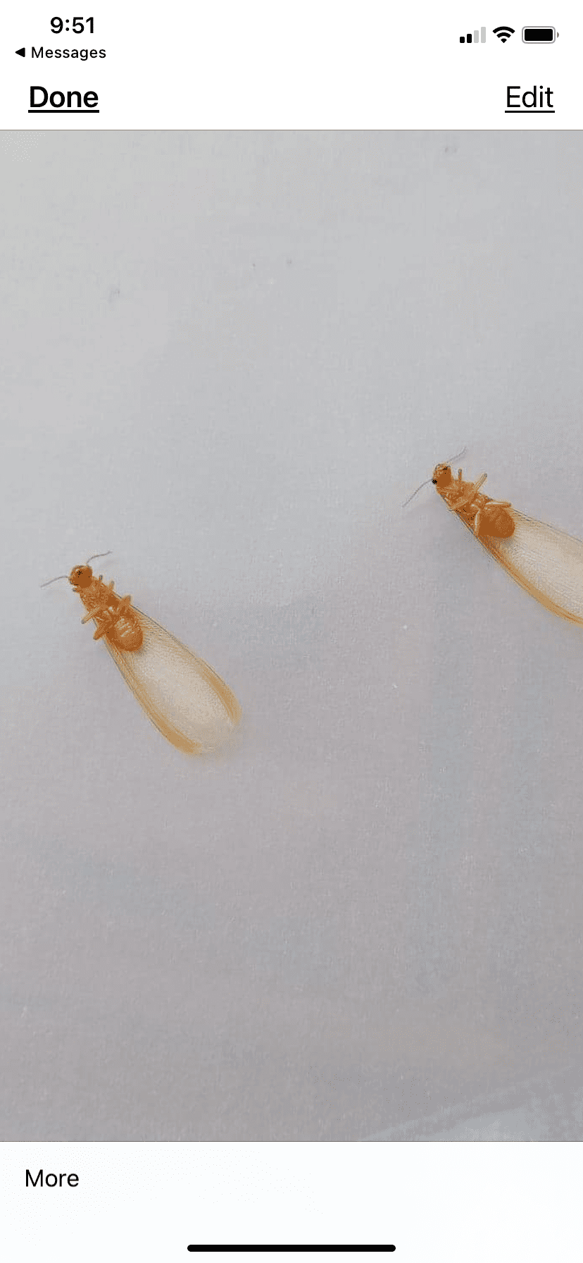 Termite Alates fly from the Nest - Stevie Redback